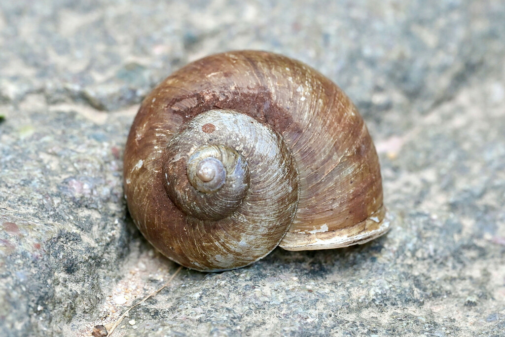 Cyclophorus clouthianus from 中国海南省琼海市 on December 23, 2022 at 02:42 PM ...