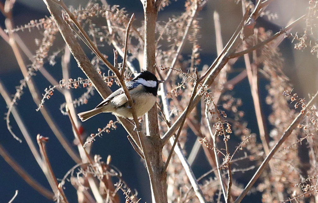Coal Tit from Arahari, Ritto, Shiga 520-3003, Japão on January 5, 2024 ...