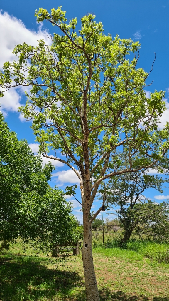 Carrot Tree from Kruger Park, South Africa on January 5, 2024 at 12:26 ...
