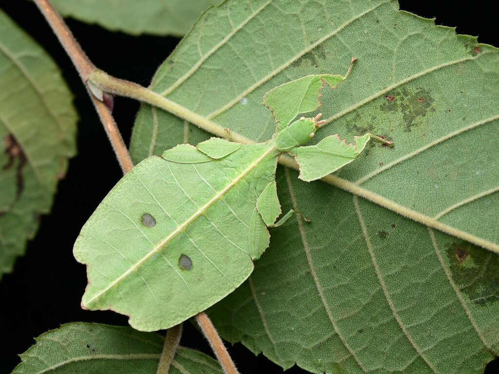 Cryptophyllium yunnanense from 中国云南省普洱市思茅区 on November 18, 2023 at 11: ...