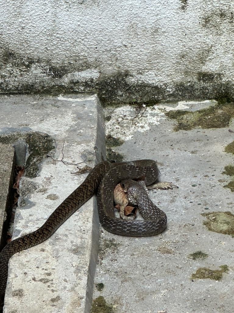 Oriental Rat Snake from Cejlon, Sri Jayewardenepura Kotte, Western ...