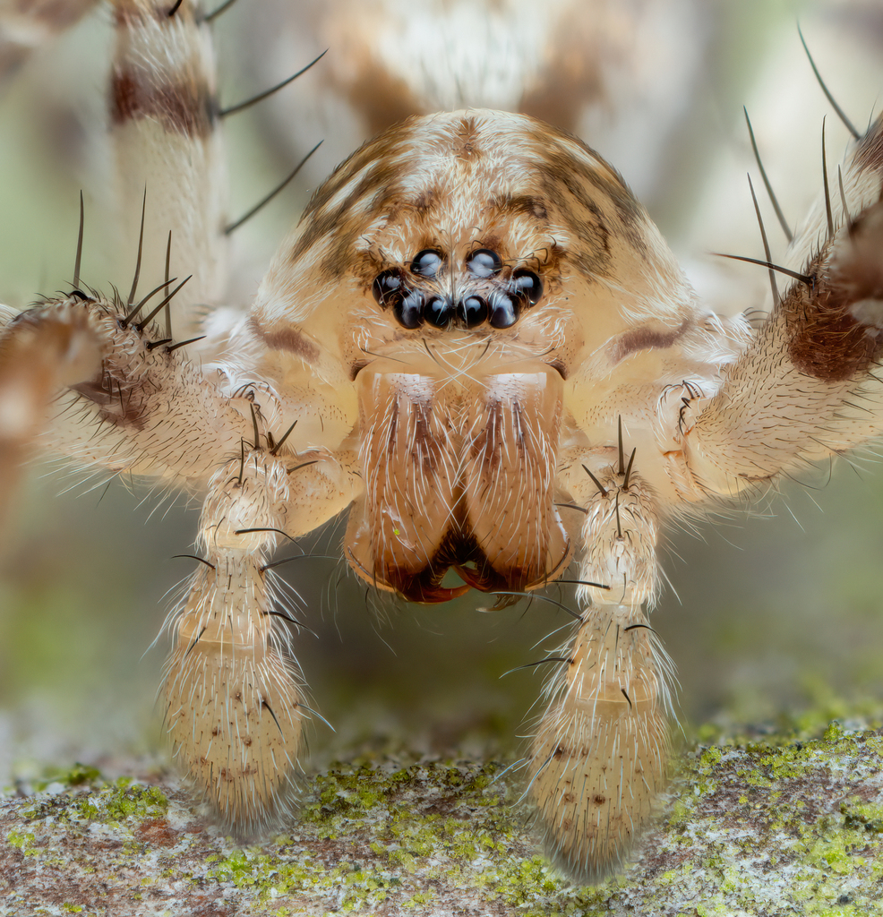 Buzzing Spider in January 2024 by Markus Horrer · iNaturalist