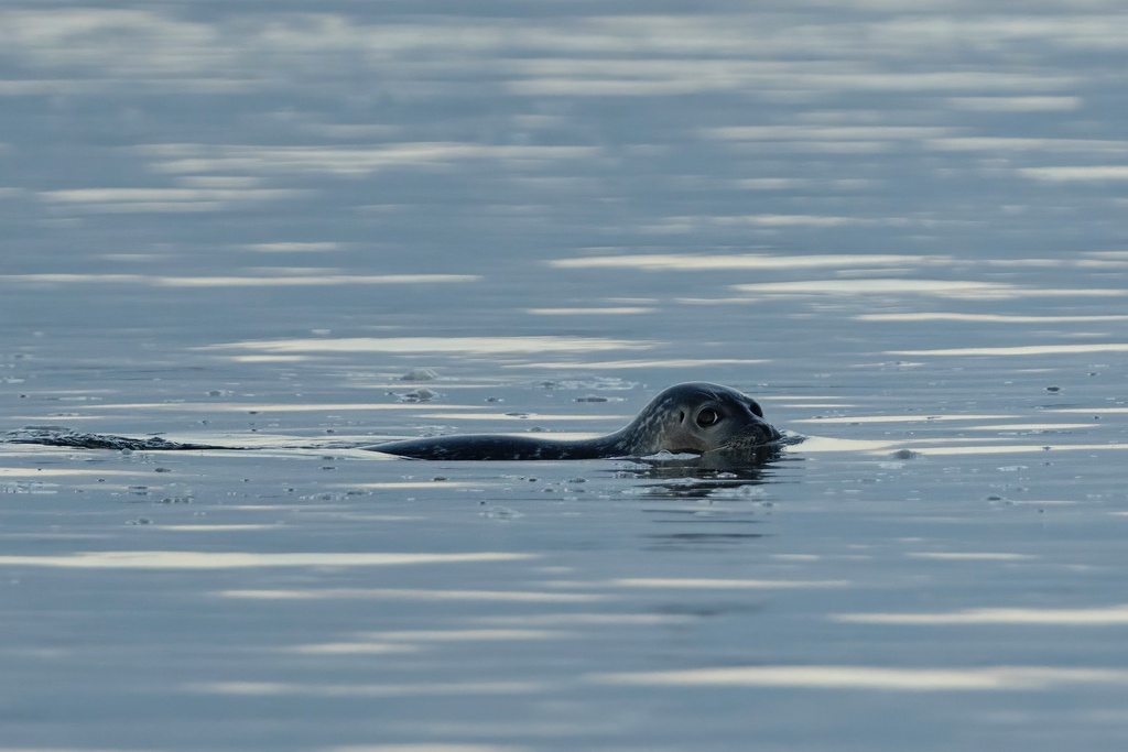 Harbor Seal from Fire Island Inlet, Babylon, NY, US on January 1, 2024 ...