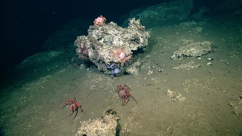 Shortspine King Crab (NorthEast Pacific Deep Exploration Project (a ...