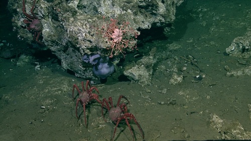 Shortspine King Crab (NorthEast Pacific Deep Exploration Project (a ...