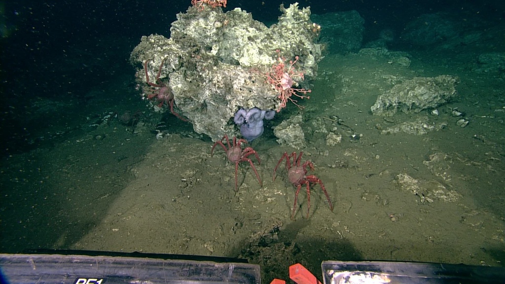 Shortspine King Crab (NorthEast Pacific Deep Exploration Project (a ...