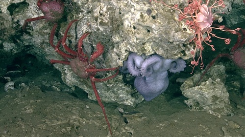 Shortspine King Crab (NorthEast Pacific Deep Exploration Project (a ...