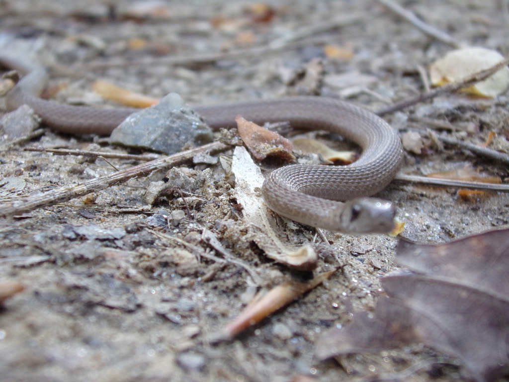 DeKay's Brownsnake from Towson, MD, USA on May 2, 2022 at 06:06 PM by ...