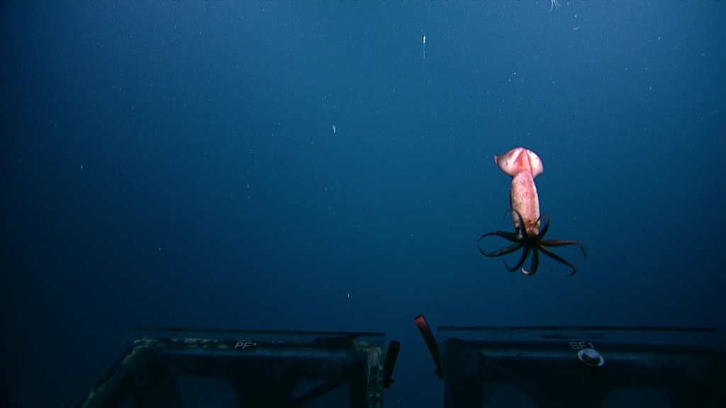 Humboldt Squid (NorthEast Pacific Deep Exploration Project (a MLNEP ...