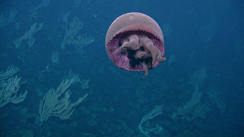 Big Red (NorthEast Pacific Deep Exploration Project (a MLNEP guide ...