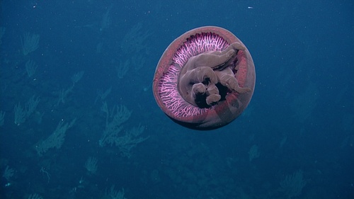 Big Red (NorthEast Pacific Deep Exploration Project (a MLNEP guide ...