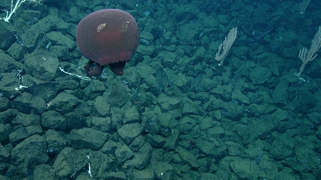 Big Red (NorthEast Pacific Deep Exploration Project (a MLNEP guide ...