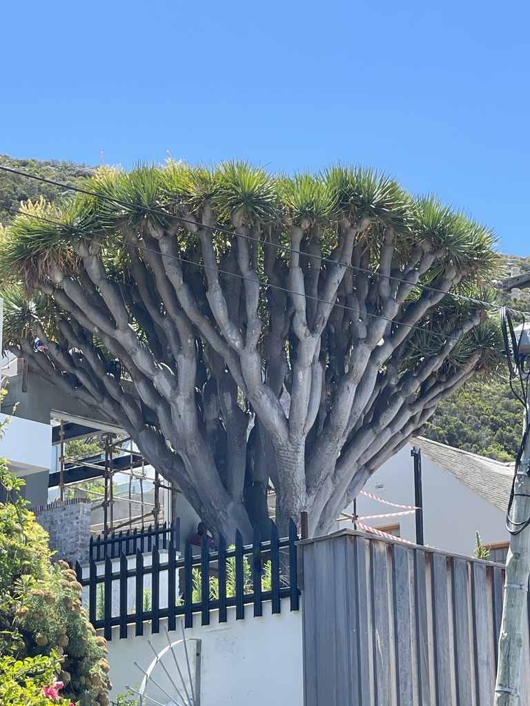 dragon-tree from Gatesville Road, Fish Hoek, WC, ZA on January 25, 2023 ...
