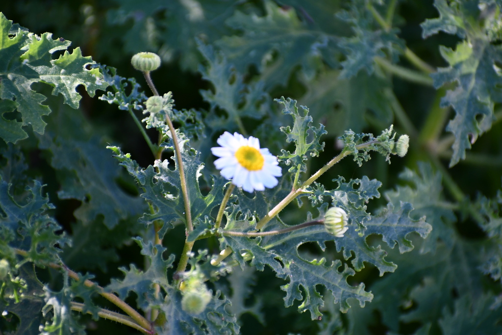 Perityle crassifolia robusta desde La Paz, B.C.S., México el 03 de ...