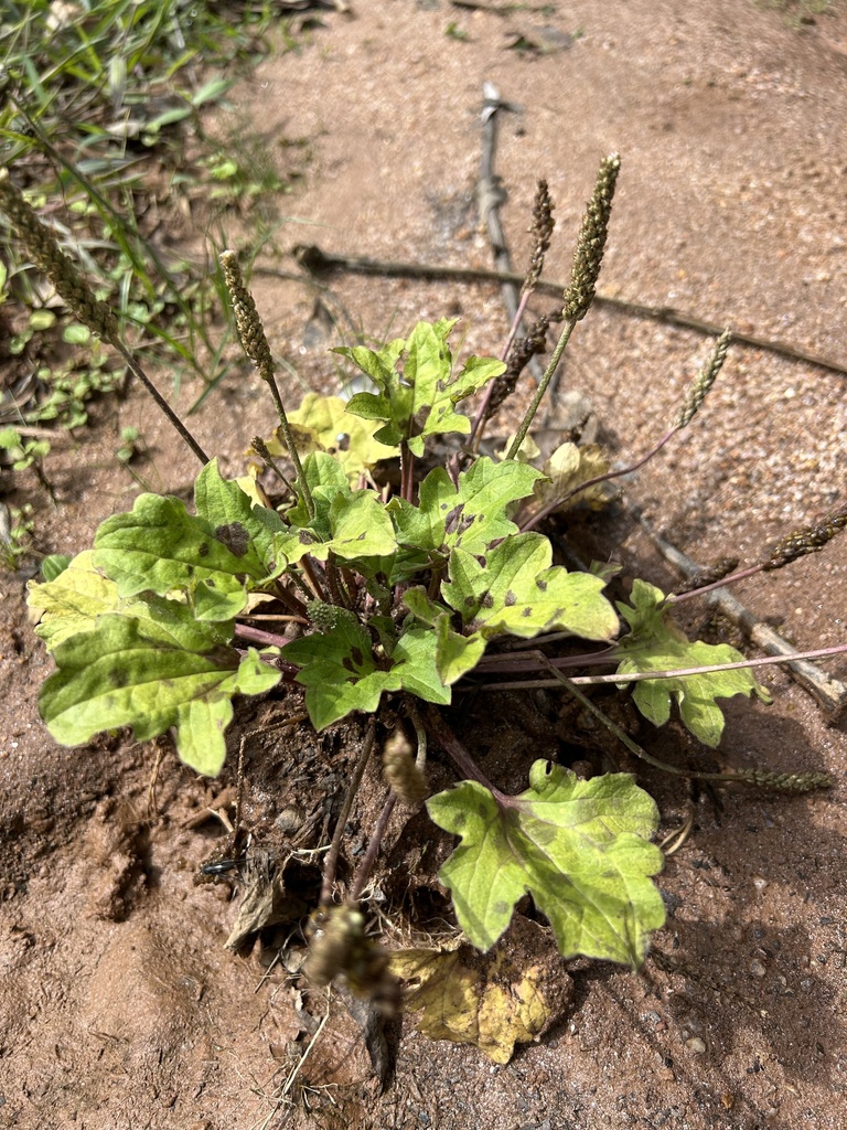 Plantago palmata from Nyamagabe, RW on December 28, 2023 at 10:02 AM by Hugo de Boer · iNaturalist