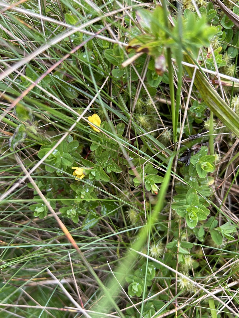 dicots in January 2024 by Hugo de Boer · iNaturalist