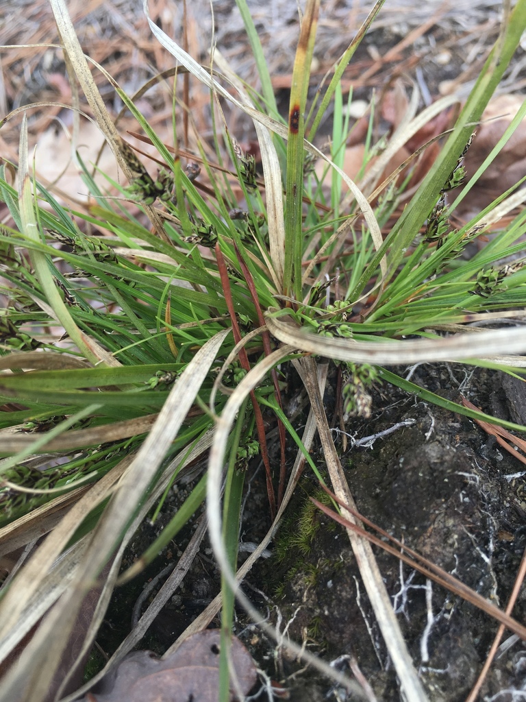 Black-edge Sedge from 85 Ashwood Dr, Chapel Hill, NC, US on April 09 ...