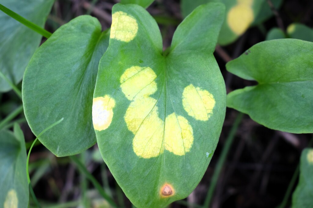 Phyllosiphon arisari from Parque da Paz - Almada on January 4, 2024 at ...