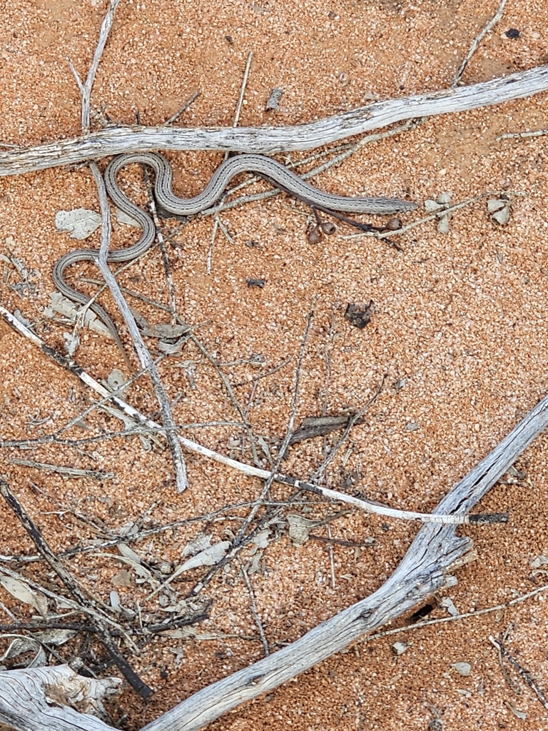 Burton's Snake-lizard from Unincorp. Riverland, AU-SA, AU on January 6 ...