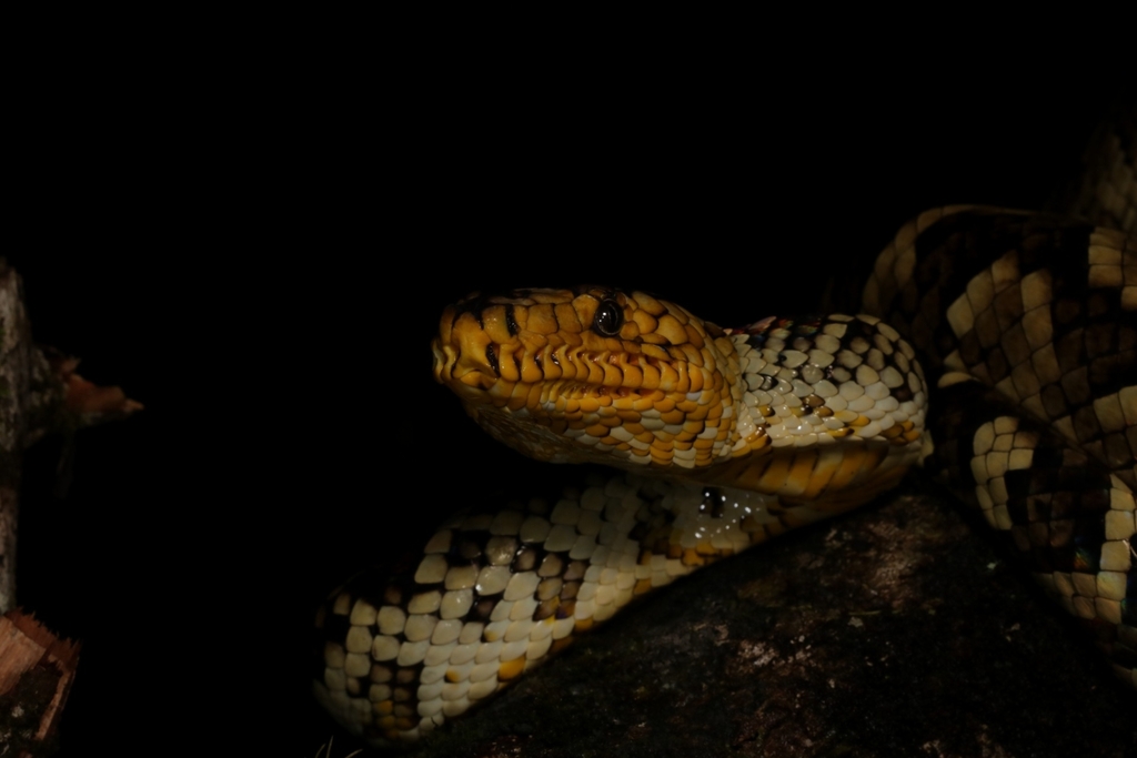 Cropan's Boa in April 2021 by Pedro Paulo de Queiroz Souza · iNaturalist