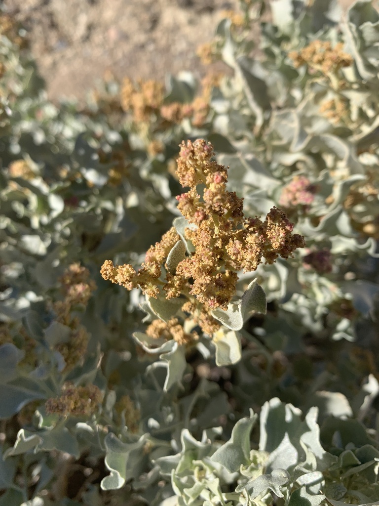 Desert Holly from Death Valley National Park, Death Valley, CA, US on ...
