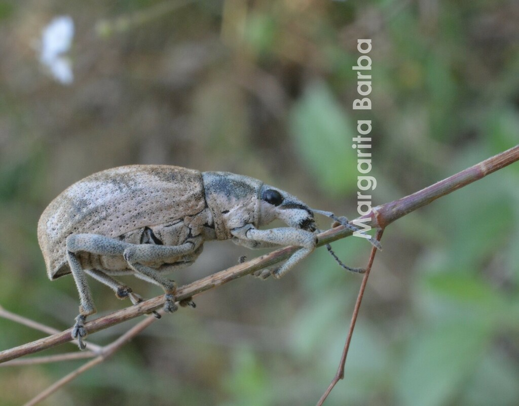 Geonemini from Huetamo, Mich., México on August 29, 2015 at 11:24 AM by ...