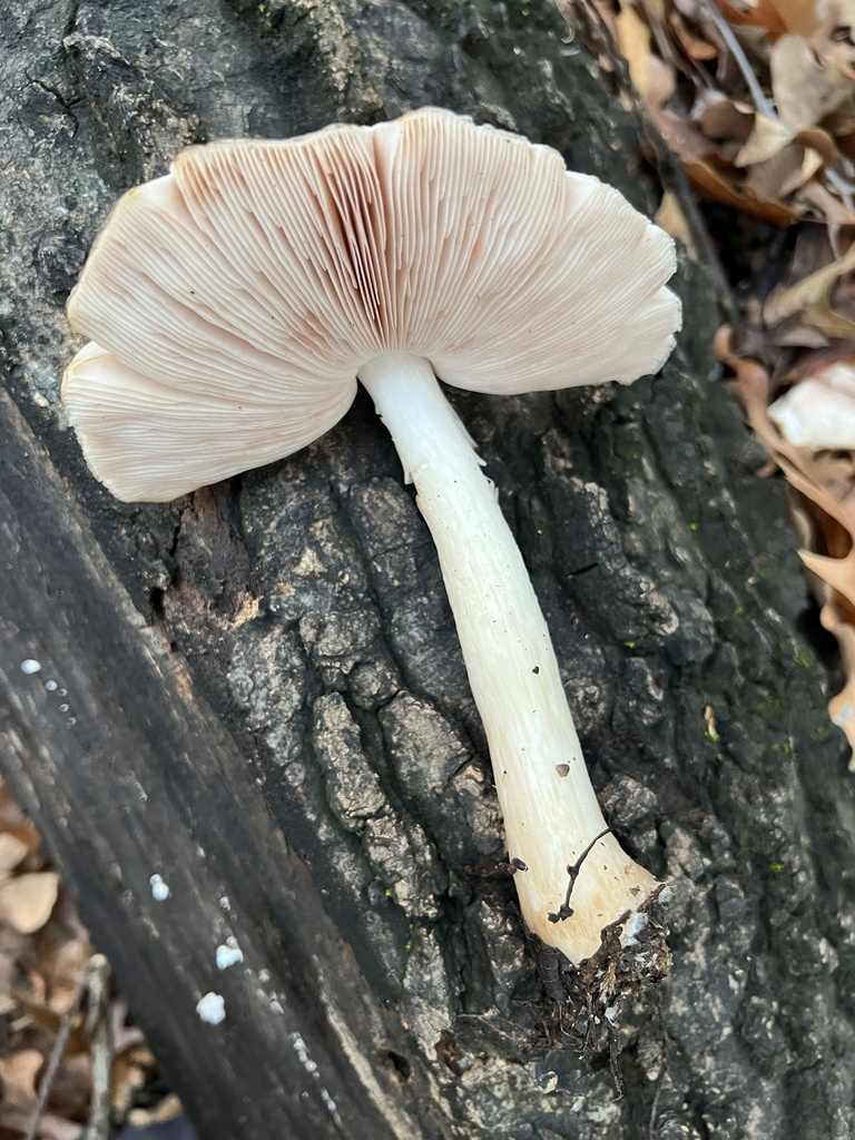 Deer Mushrooms in January 2024 by tadamcochran. Spore print kind of a ...