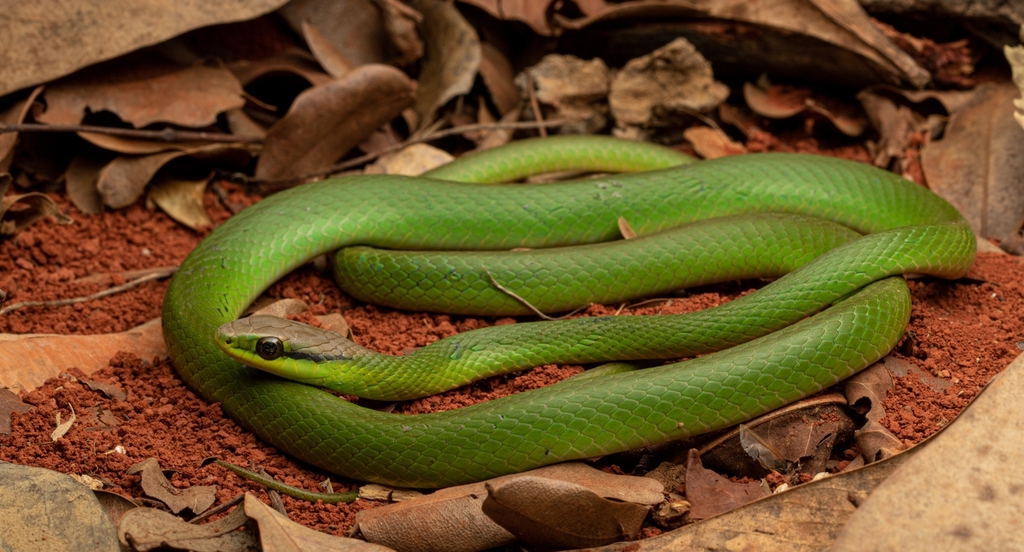 Lichtenstein's Green Racer from St. Central, Formosa - GO, Brasil on ...