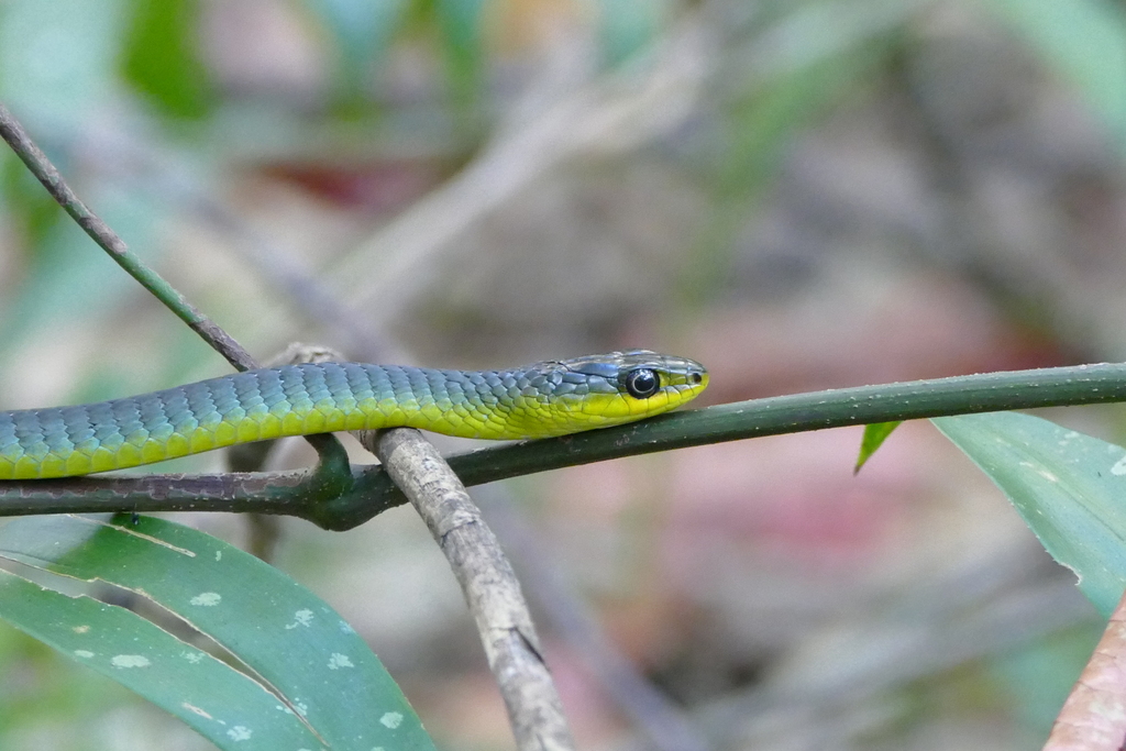 Common Tree Snake from Buderim Forest Park, Quorn Cl, Buderim QLD 4556 ...