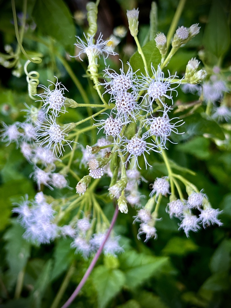 Siam weed from Luzon, Mabini, Batangas, PH on January 6, 2024 at 09:17 ...