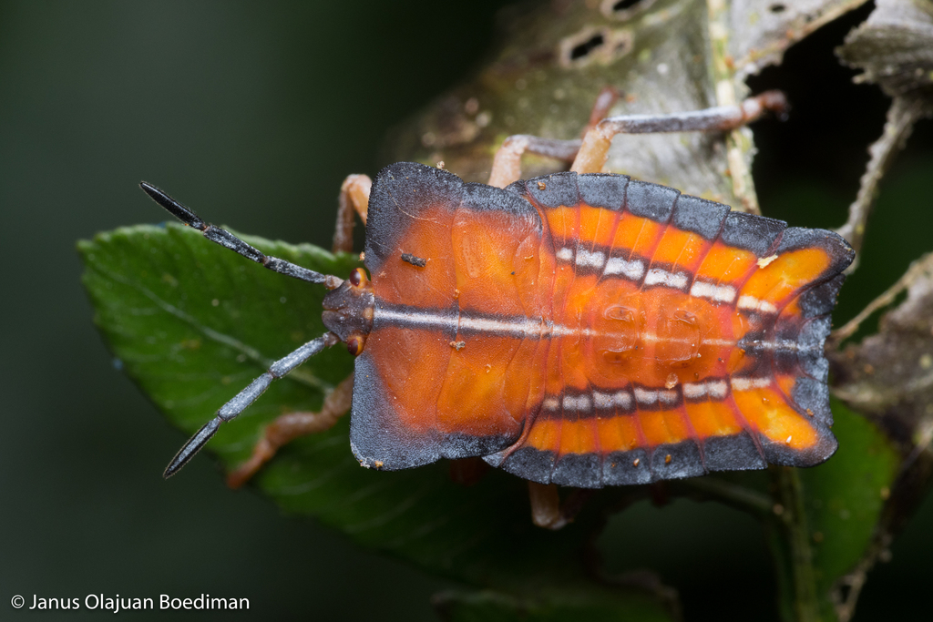 Lychee Stink Bug in July 2022 by Janus Olajuan Boediman · iNaturalist