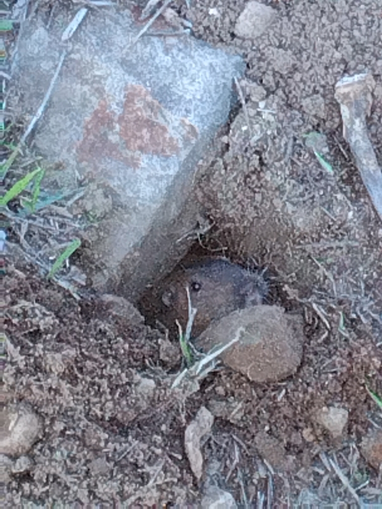 Botta's Pocket Gopher from Los Angeles, CA 90027, USA on January 5 ...