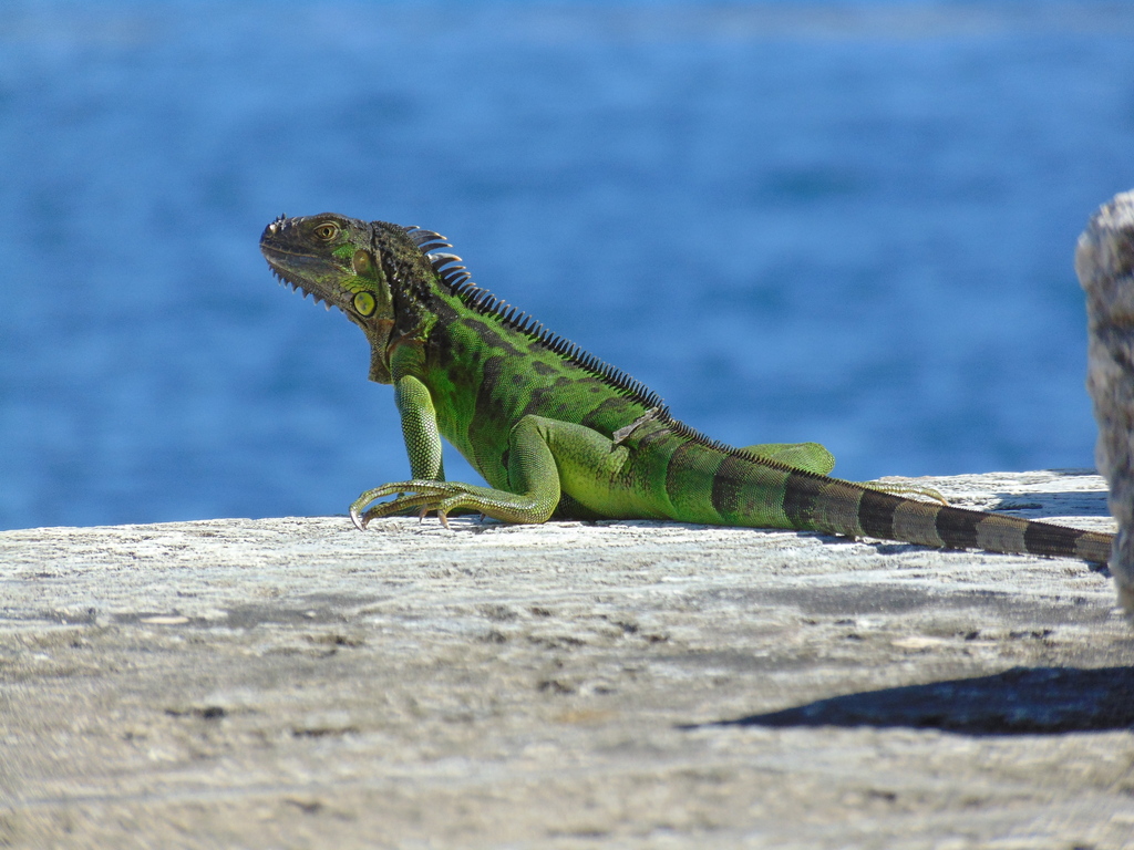 Green Iguana from 3251 S Miami Ave, Miami, FL 33129, USA on June 21 ...