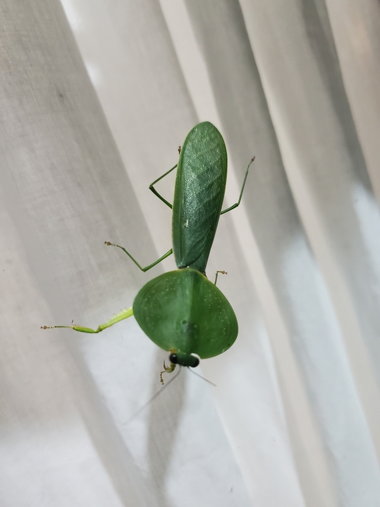 Peruvian Shield Mantis from Alajuela Veracruz de, V6X4+43Q, Provincia ...