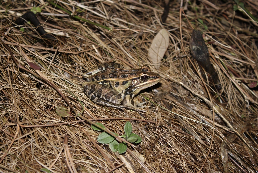 Southern Leopard Frog from Tomahawk Ct, Palm Beach Gardens, FL, US on ...