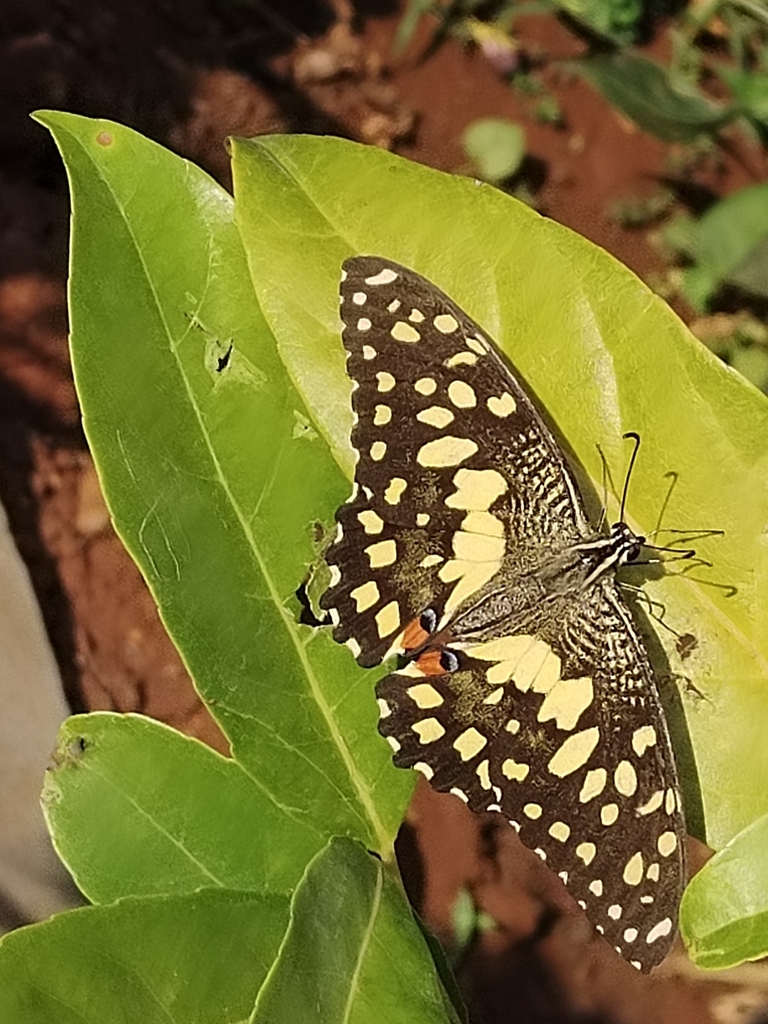 Lime Swallowtail from 7-916, Ssr Nagar, Sanghaipeta, Nandikotkur ...