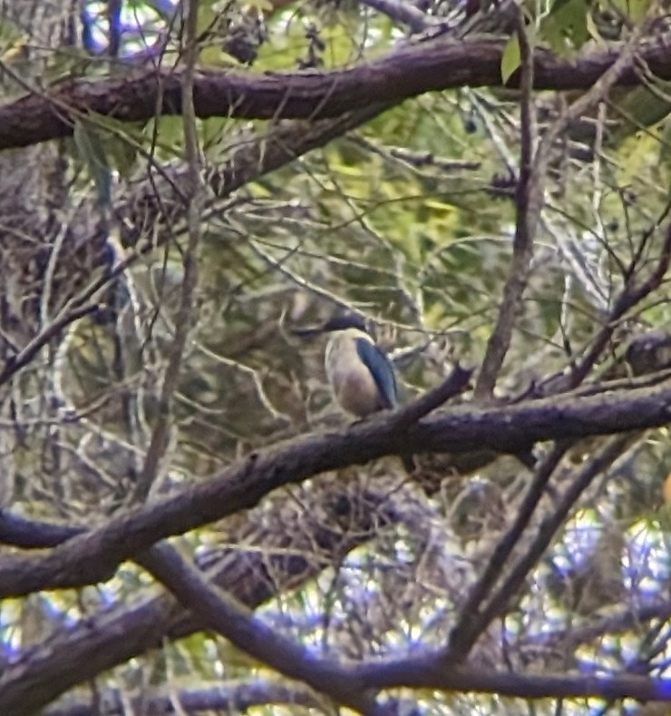 Sacred Kingfisher from Crescent Head NSW 2440, Australia on December 30 ...
