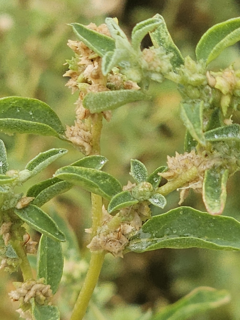 sprawling saltbush from Moorook SA 5332, Australia on January 6, 2024 ...