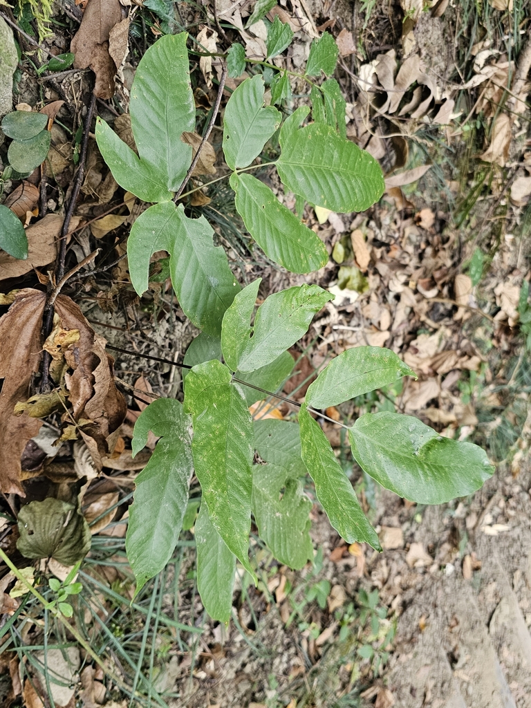 Tectaria polymorpha from 604台灣嘉義縣竹崎鄉GJP4+MX on January 5, 2024 at 02:42 ...