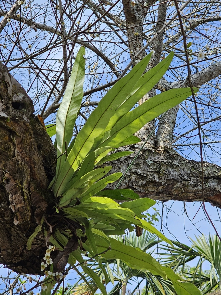 Polypodiales from 604台灣嘉義縣竹崎鄉緞繻村 on January 5, 2024 at 02:06 PM by 周明煌 ...