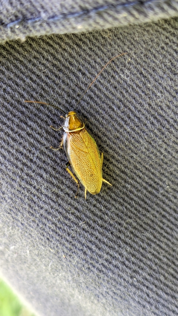 bush cockroach from Merri Business Park/Normanby Ave, Thornbury VIC ...