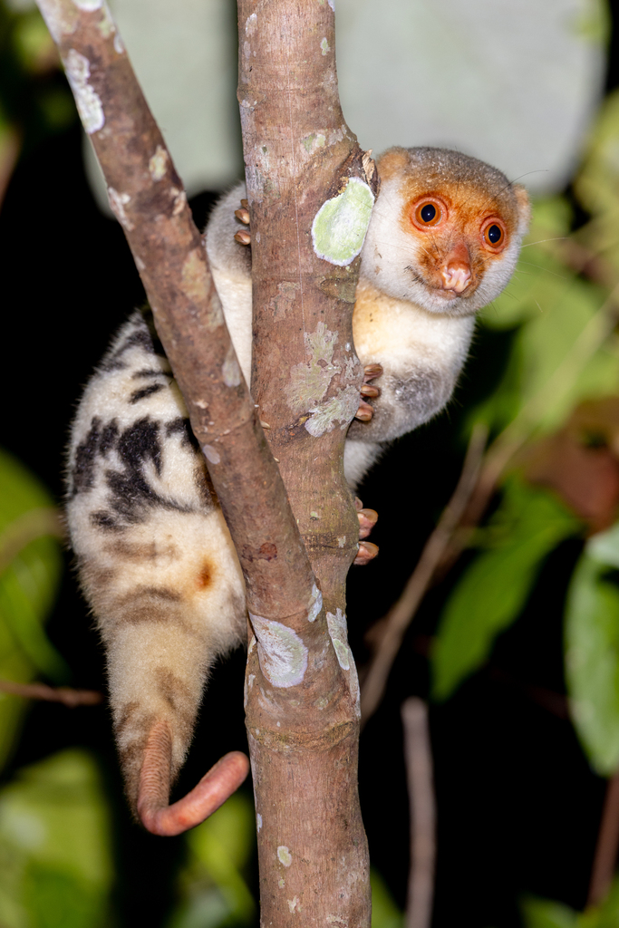 Waigeo Cuscus in December 2023 by Jono Dashper · iNaturalist