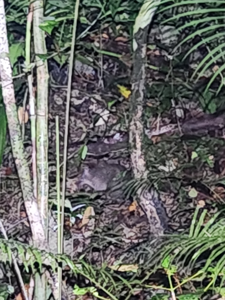 Common Echymipera in December 2023 by Jono Dashper · iNaturalist