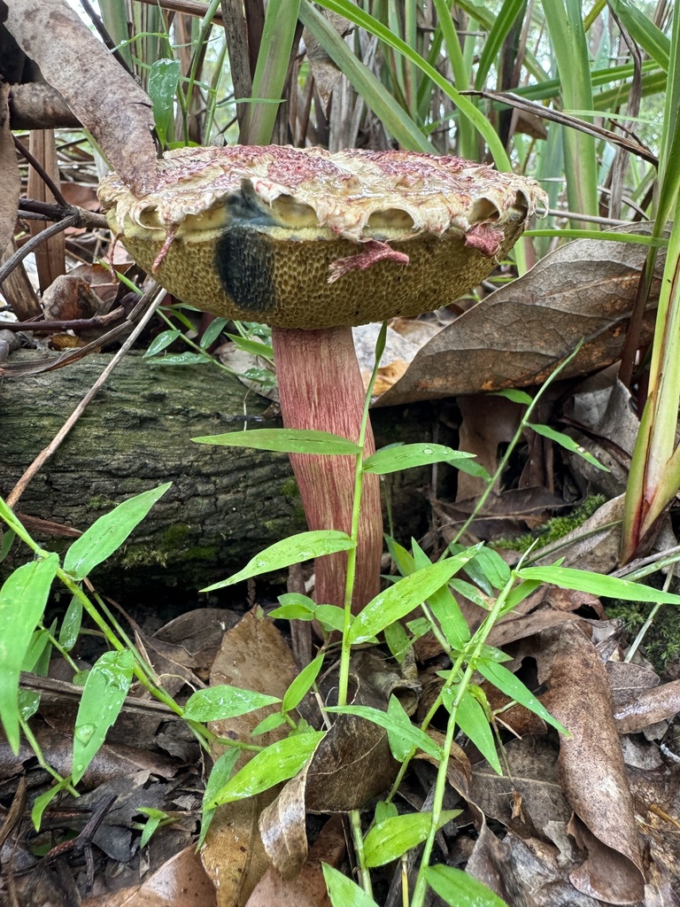 Boletellus from Martindale Street Park, Chermside West, QLD, AU on ...