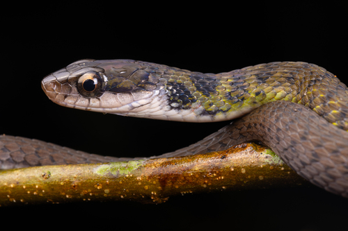 Painted keelback (Tropidonophis picturatus) · iNaturalist