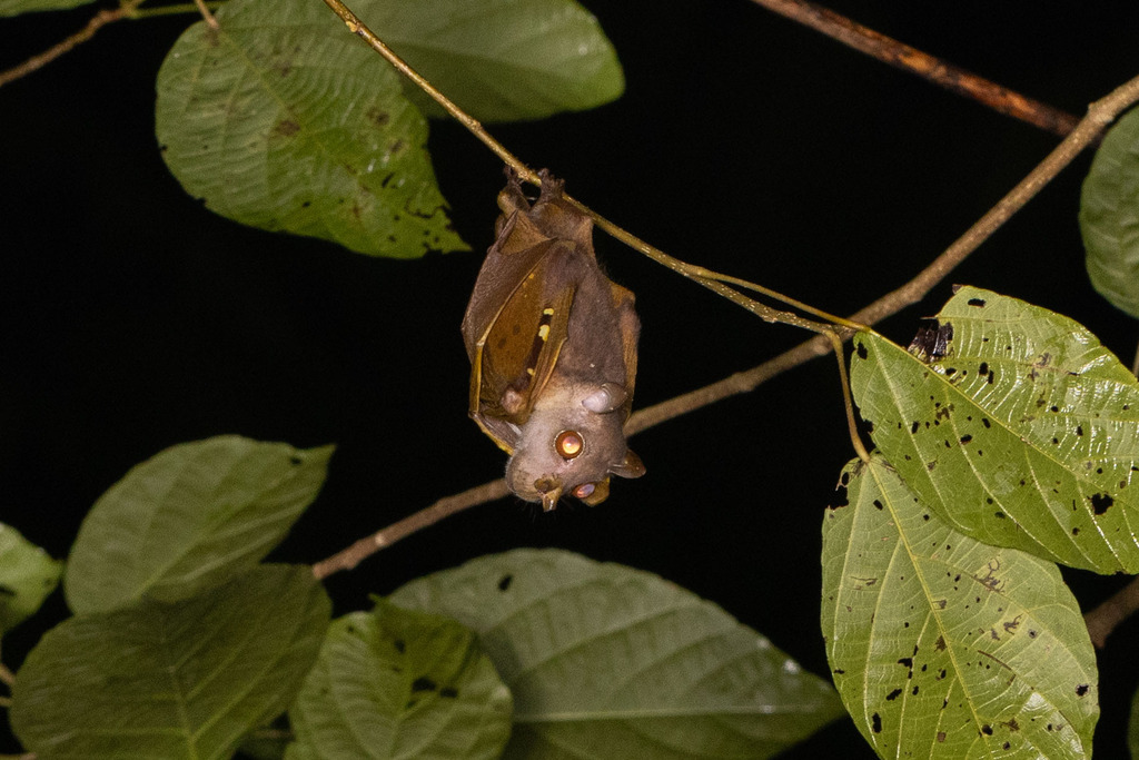 Tube-nosed Fruit Bats in December 2023 by Jono Dashper · iNaturalist