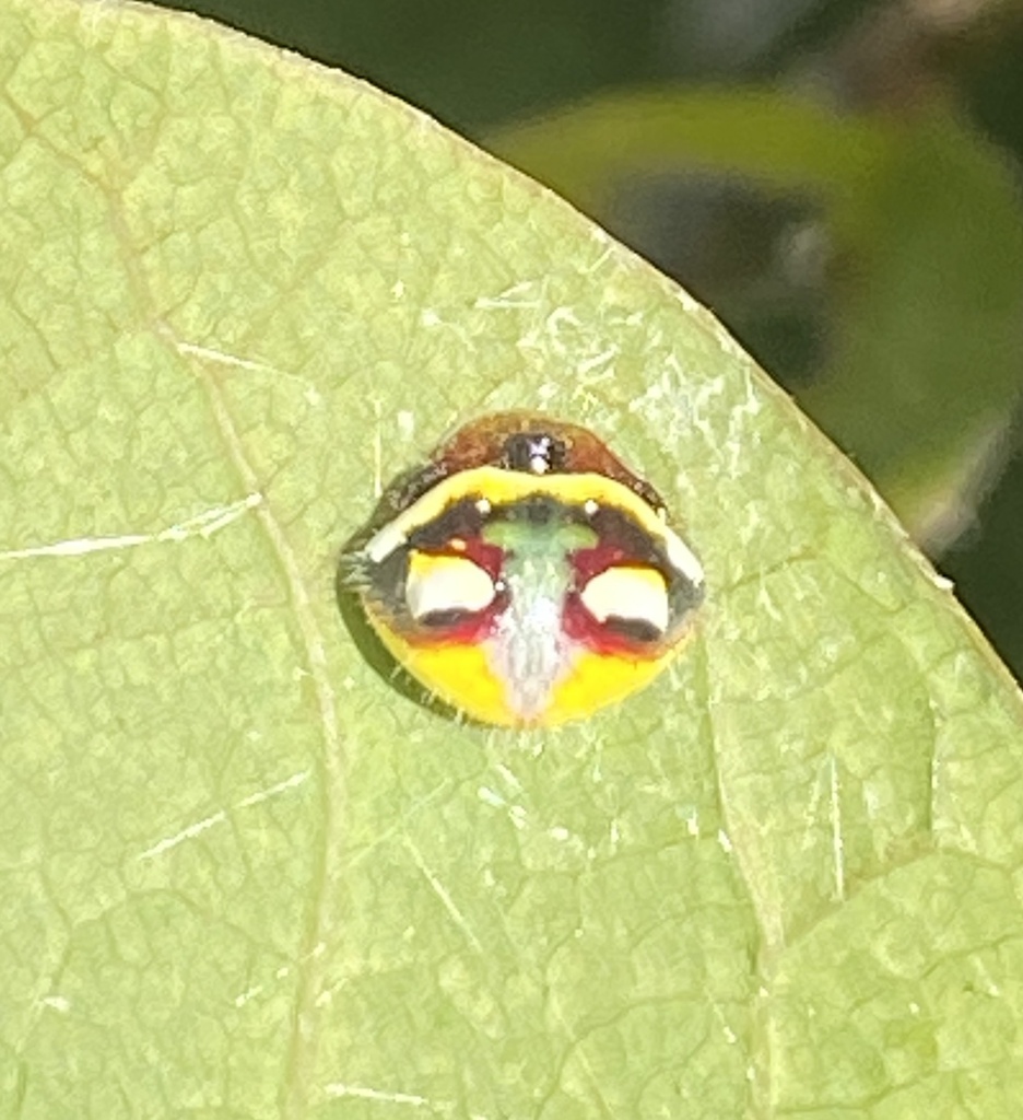 Two-spined spider from Te Ika-a-Māui/North Island, New Plymouth ...