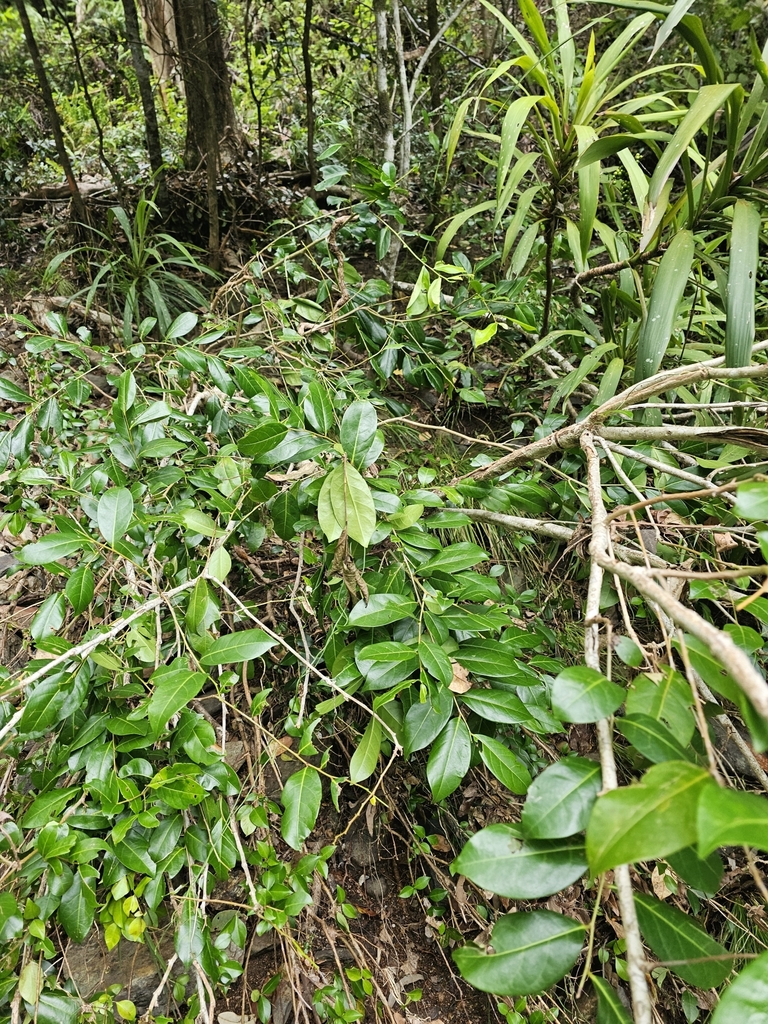 Cheese Tree from Upper Coomera QLD 4209, Australia on January 5, 2024 ...
