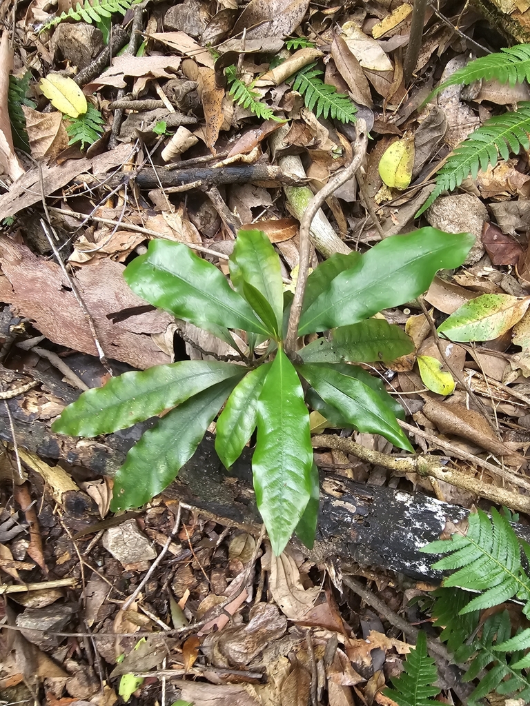 small bolwarra from Upper Coomera QLD 4209, Australia on January 5 ...