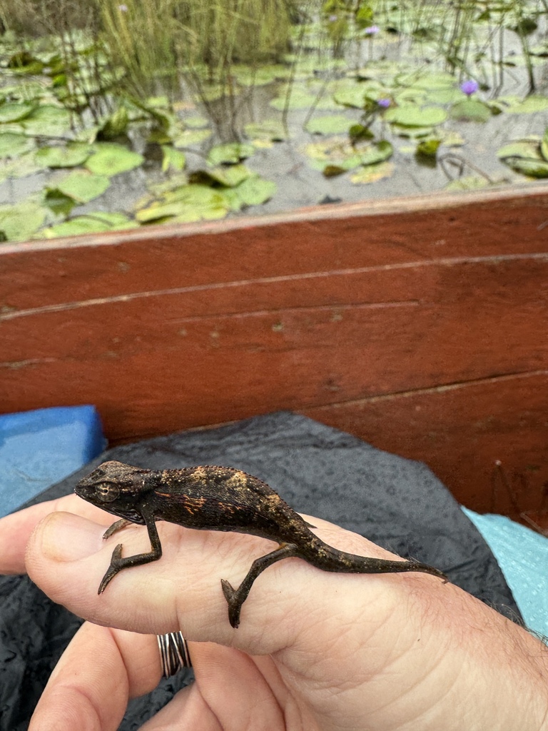Montane side-striped chameleon from Mabamba Swamp, Busiro, Central, UG ...